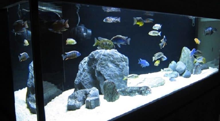 African Cichlid Tank Setup : Cichlid Crazy