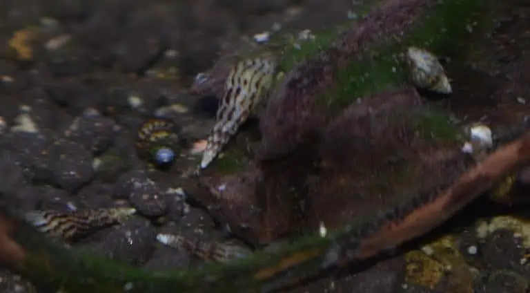 How To Get Rid Of Malaysian Trumpet Snails : Cichlid Crazy